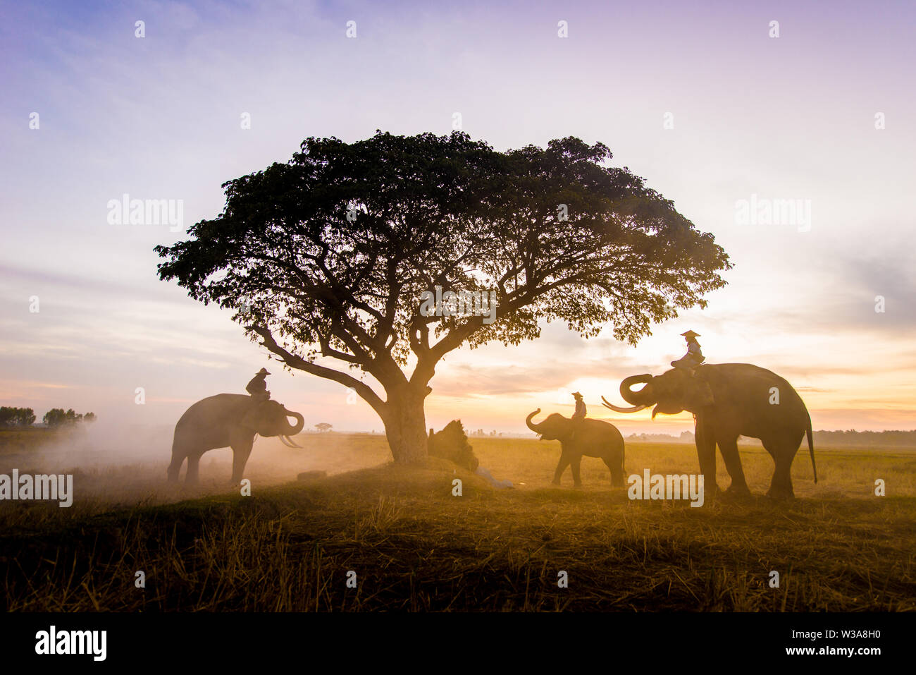 Ellephants and farmers in asian countryside at sunrise, Thailand - Thai ...
