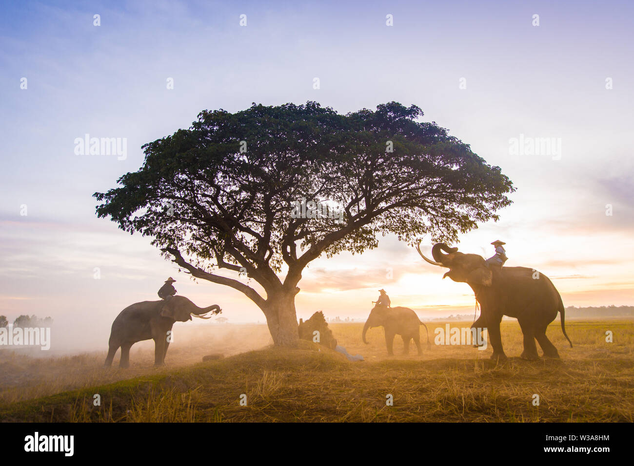 Ellephants and farmers in asian countryside at sunrise, Thailand - Thai ...