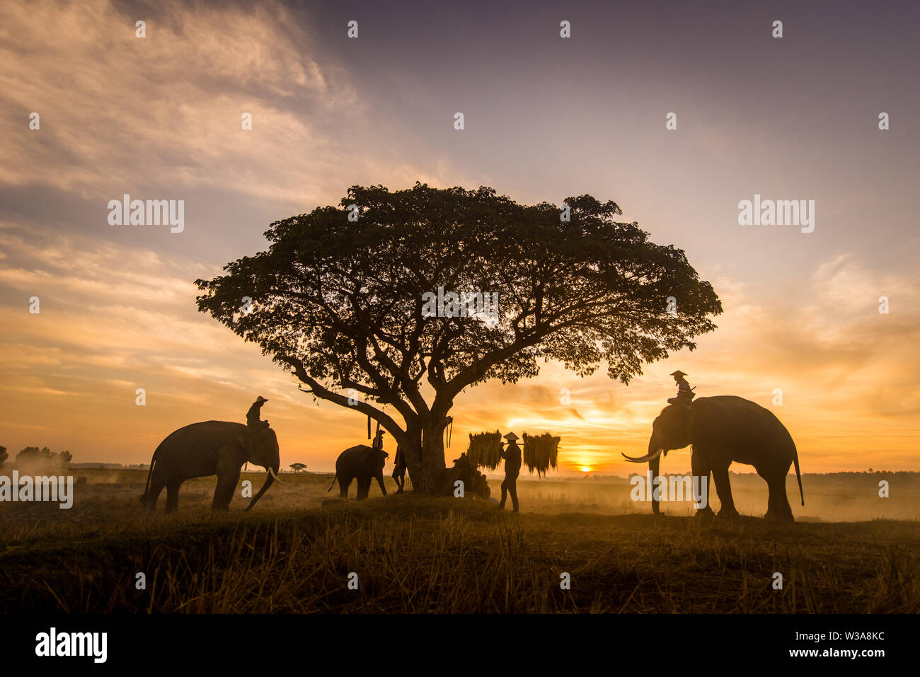 Ellephants and farmers in asian countryside at sunrise, Thailand - Thai ...