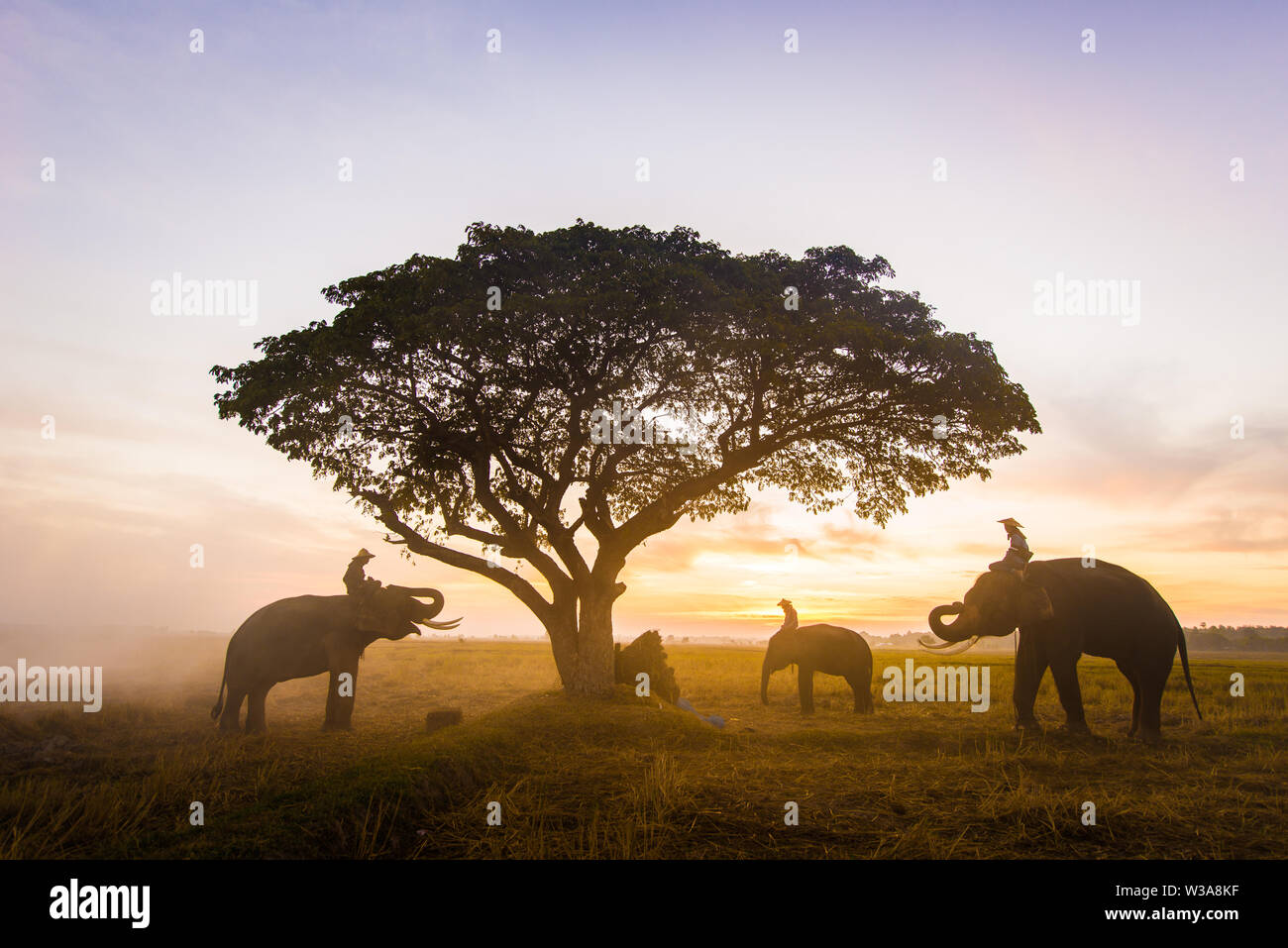 Ellephants and farmers in asian countryside at sunrise, Thailand - Thai ...