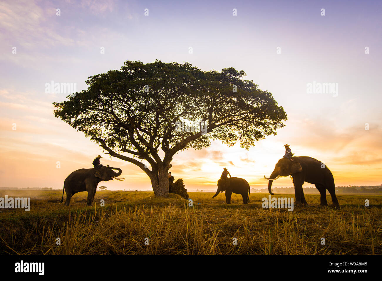 Ellephants and farmers in asian countryside at sunrise, Thailand - Thai ...