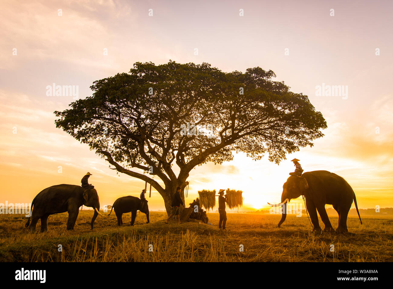 Ellephants and farmers in asian countryside at sunrise, Thailand - Thai ...