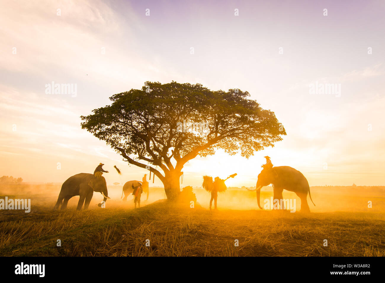 Ellephants and farmers in asian countryside at sunrise, Thailand - Thai ...