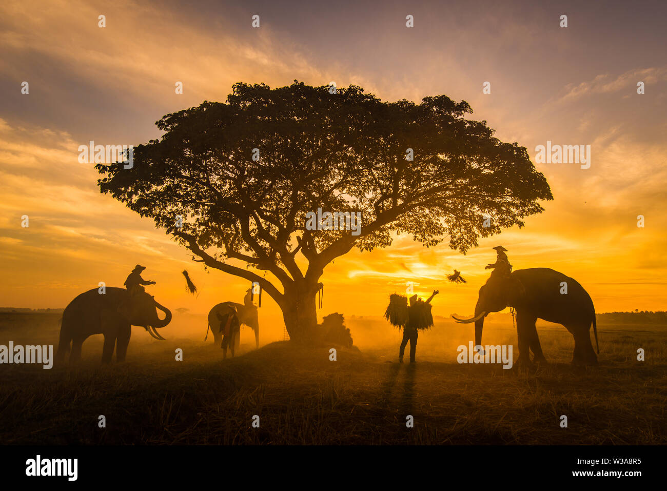 Ellephants and farmers in asian countryside at sunrise, Thailand - Thai ...