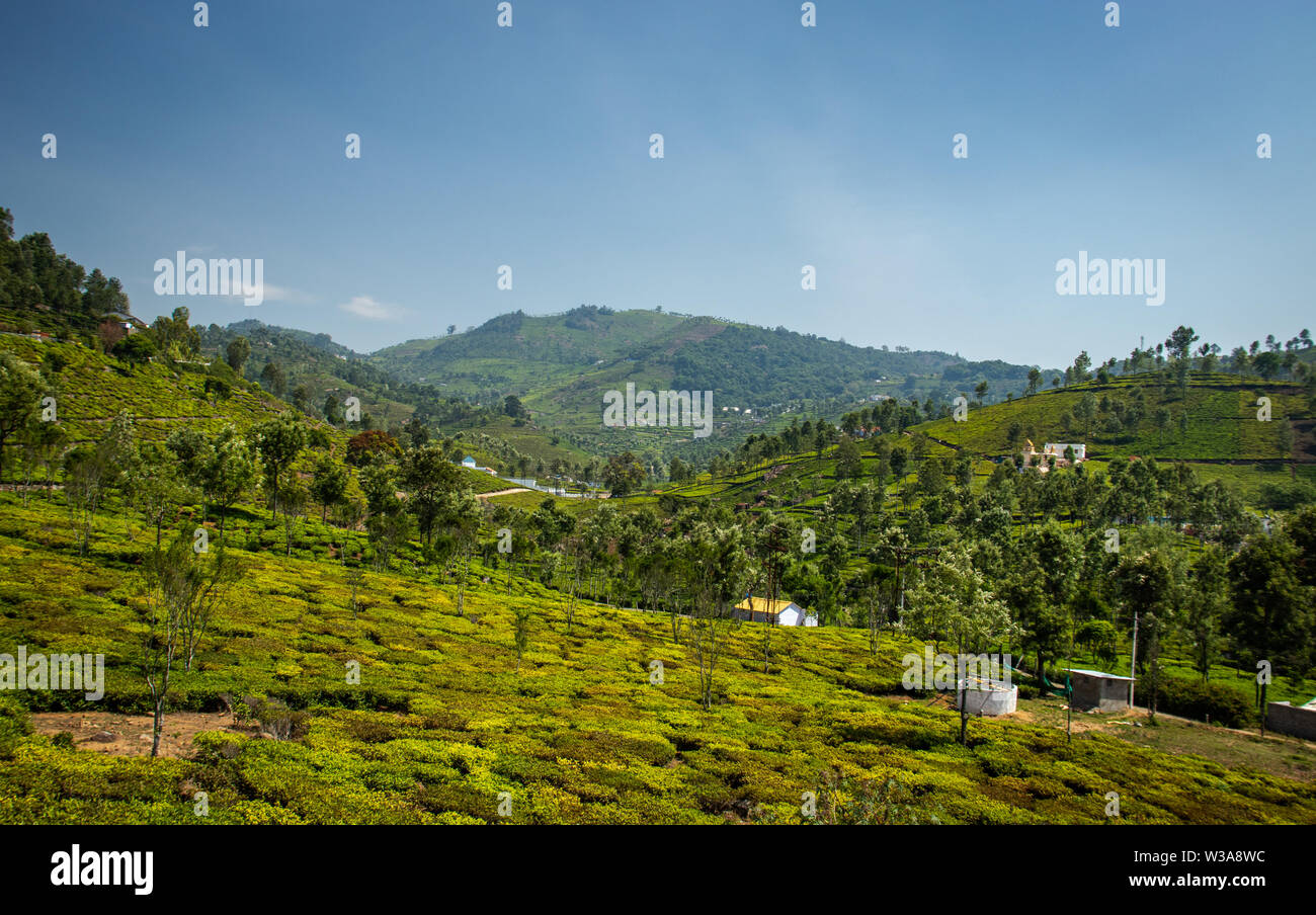Tea gardens in the foothills of western ghat image take at India. The ...