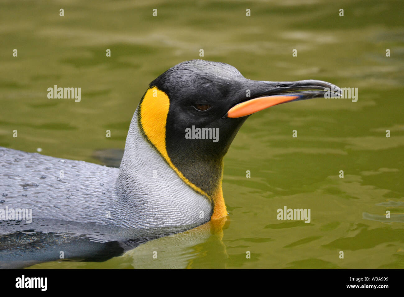 King penguin swim hi-res stock photography and images - Alamy