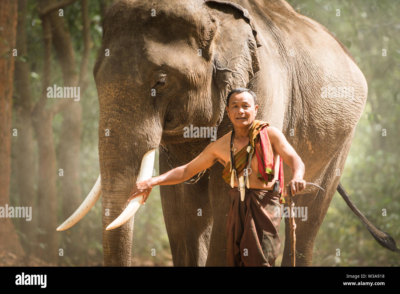 Elephant and farmer in asian countryside in Thailand - Thai elephant in ...
