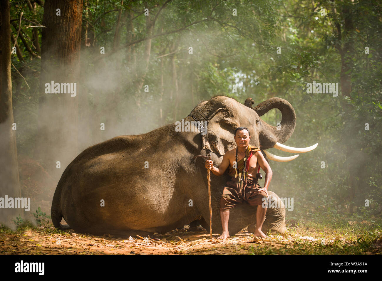 Elephant and farmer in asian countryside in Thailand - Thai elephant in ...