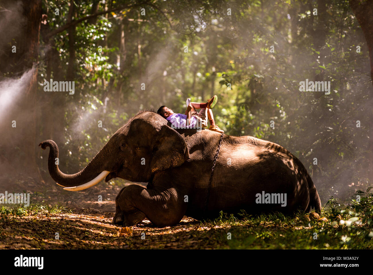 Elephant and school kid in asian jungle in Thailand - Thai elephant in ...