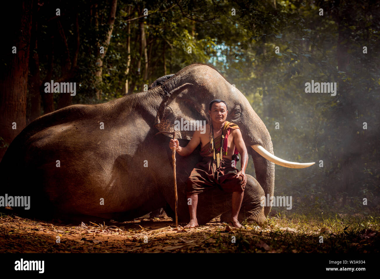 Elephant and farmer in asian countryside in Thailand - Thai elephant in ...