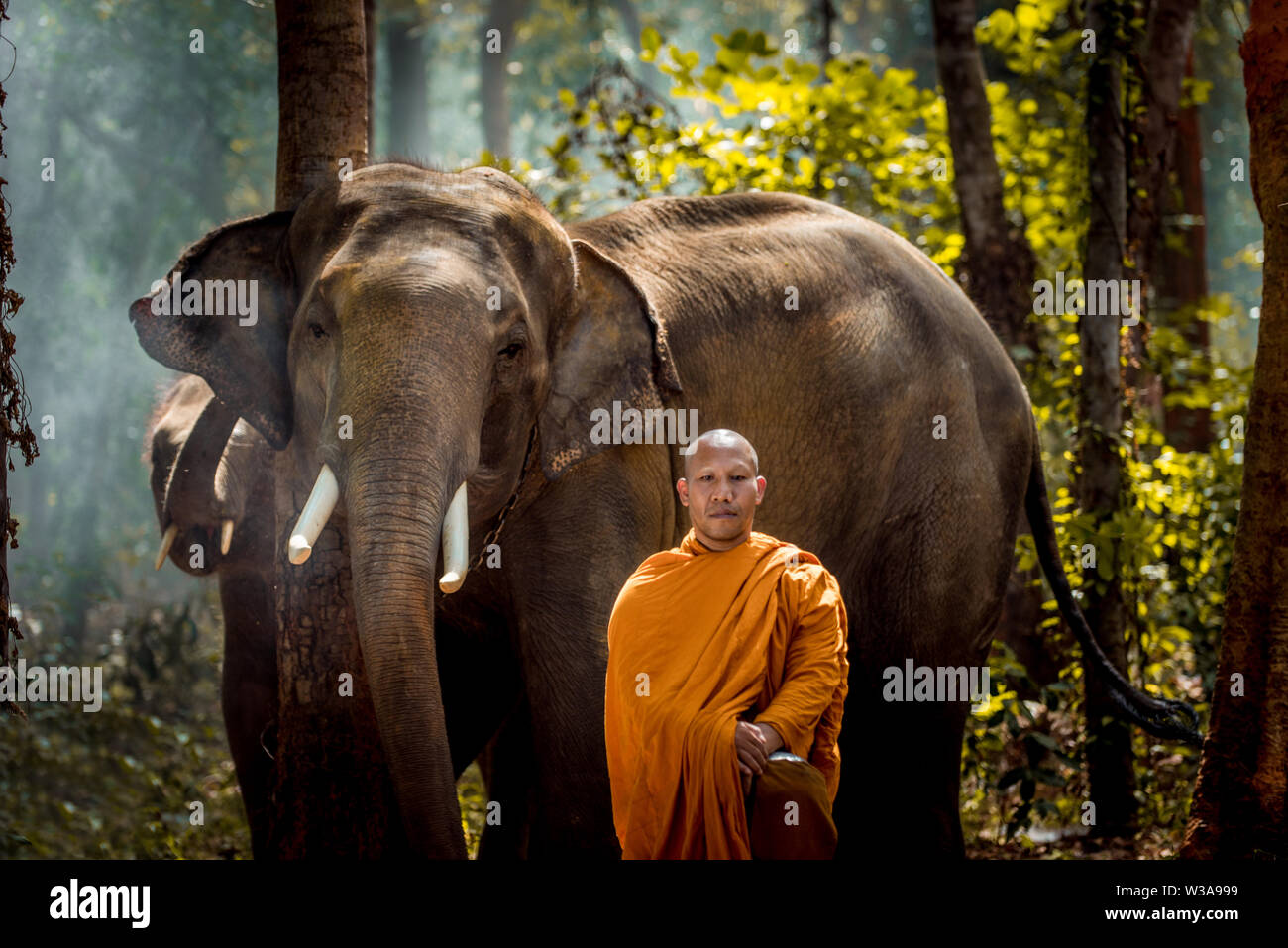 Elephant and Buddist monch in asian countryside in Thailand - Thai ...