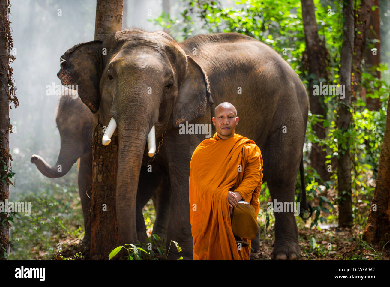 Elephant and Buddist monch in asian countryside in Thailand - Thai ...