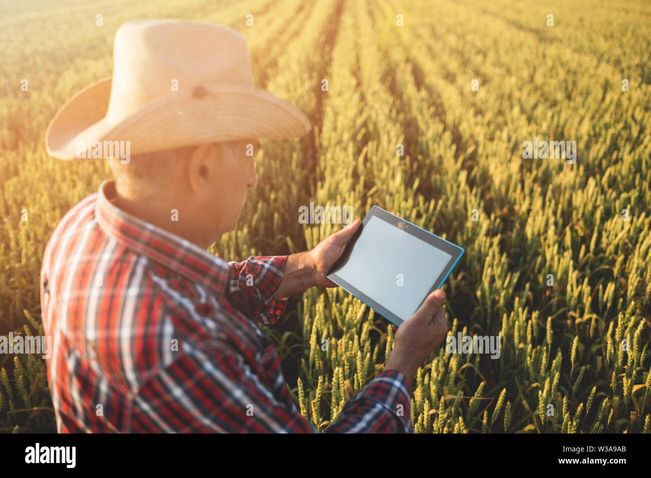 Farmers hands with tablet in a wheat field Close up. Smart farming, man ...