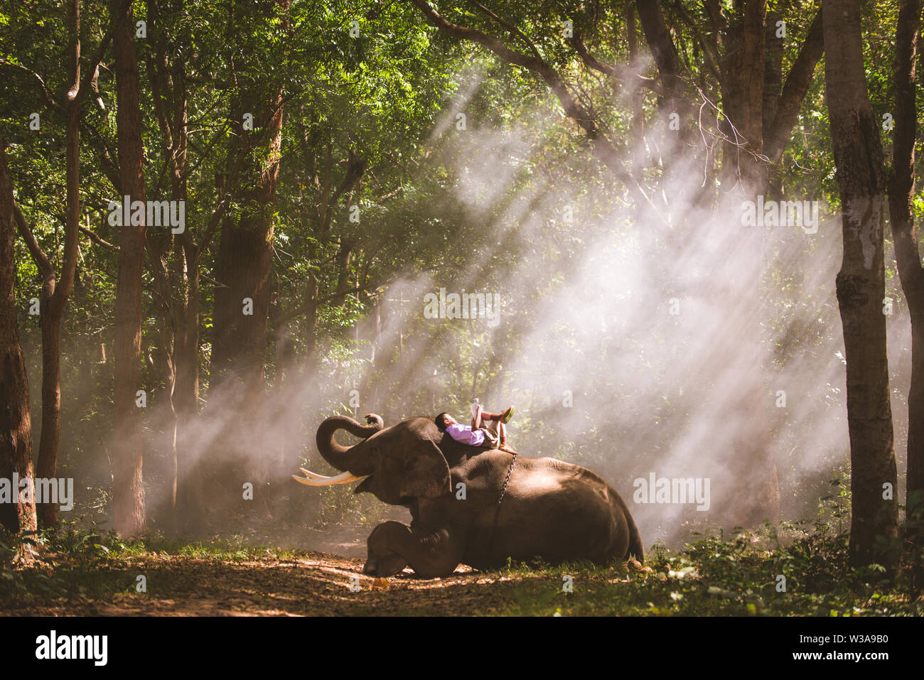 Elephant and school kid in asian jungle in Thailand - Thai elephant in ...