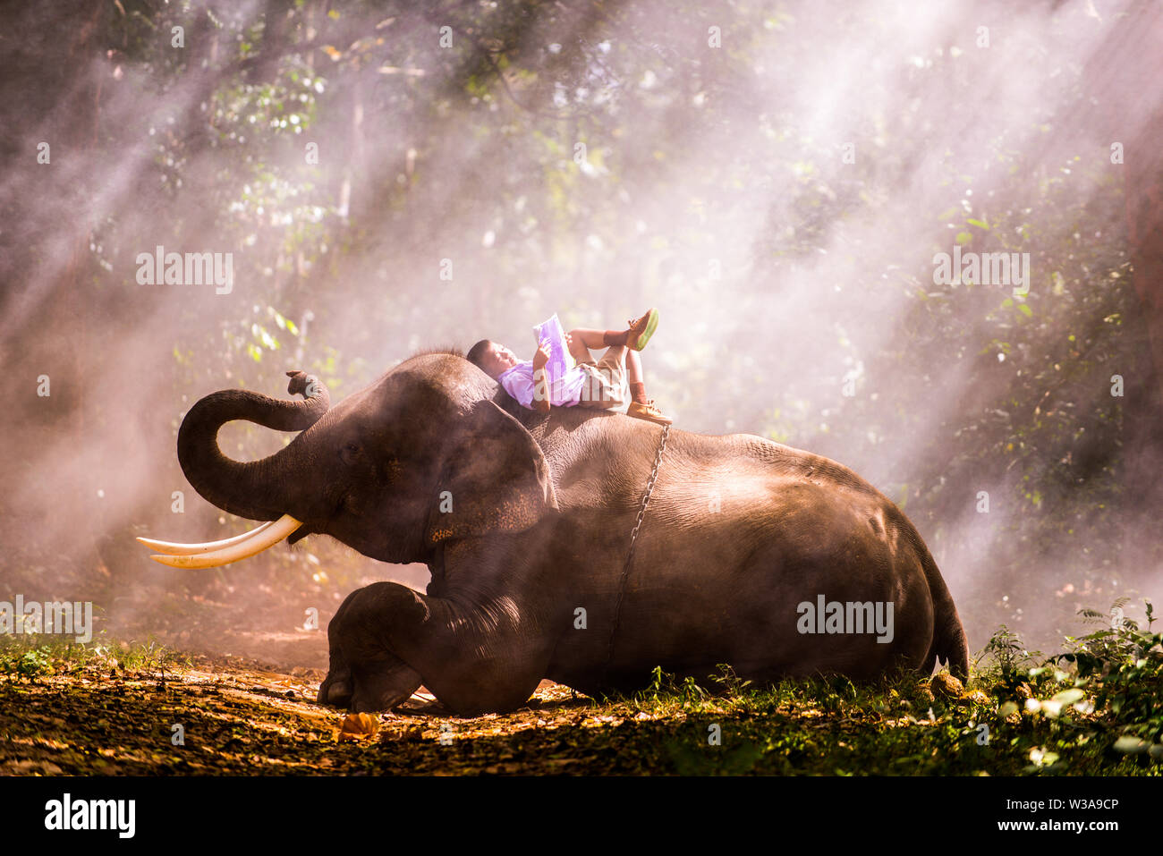 Elephant and school kid in asian jungle in Thailand - Thai elephant in ...