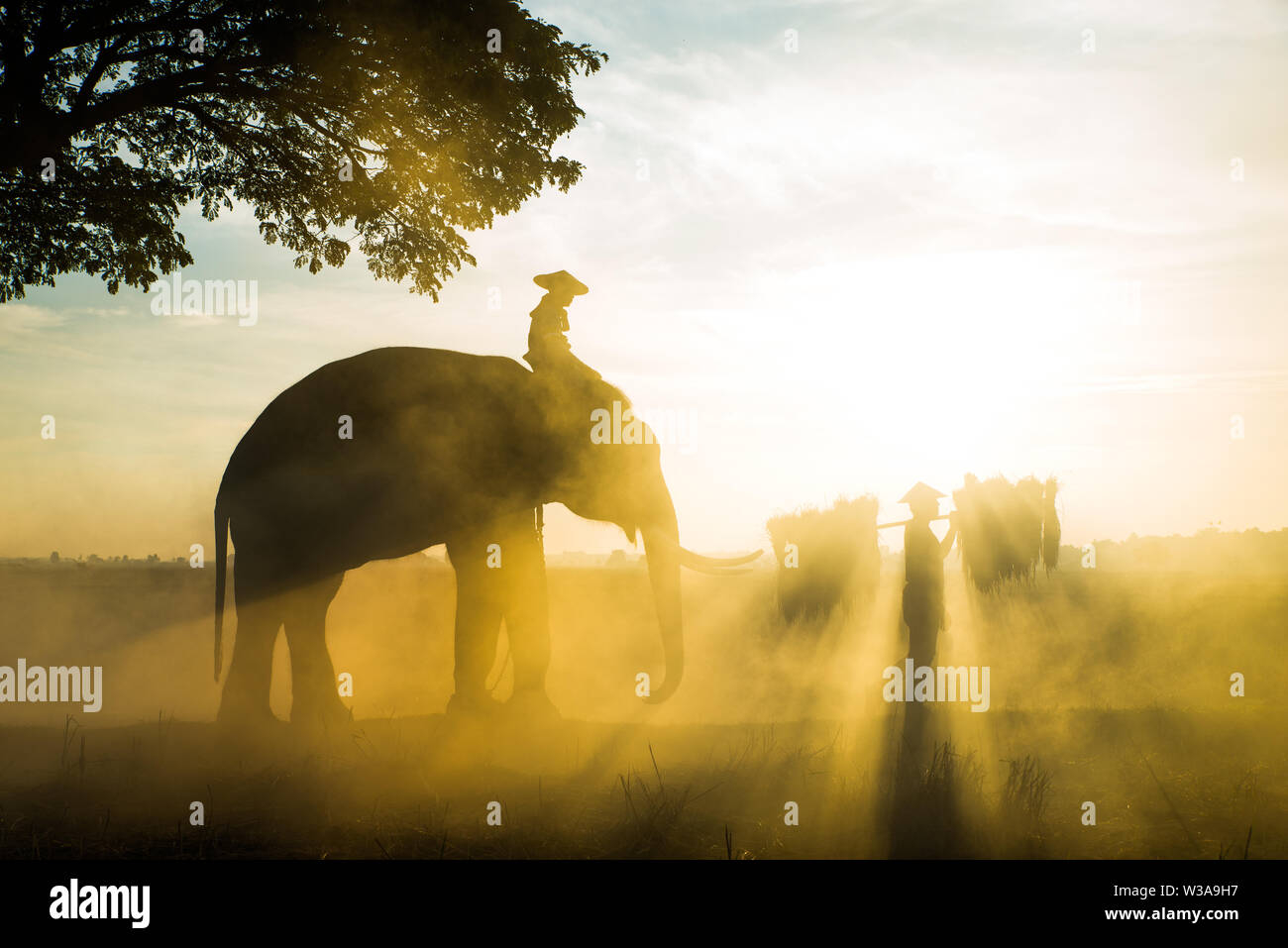 Ellephants and farmers in asian countryside at sunrise, Thailand - Thai ...