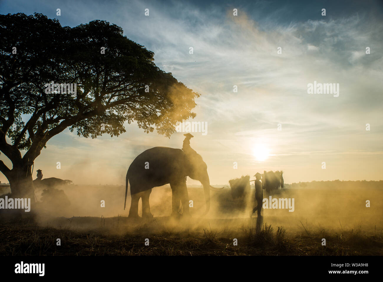 Ellephants and farmers in asian countryside at sunrise, Thailand - Thai ...