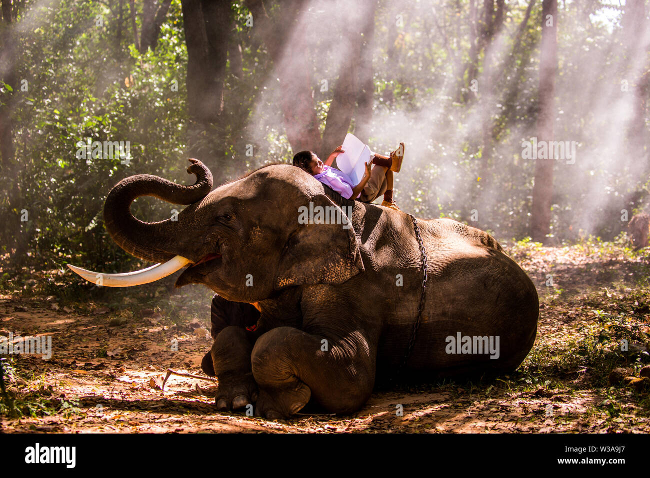 Elephant and school kid in asian jungle in Thailand - Thai elephant in ...