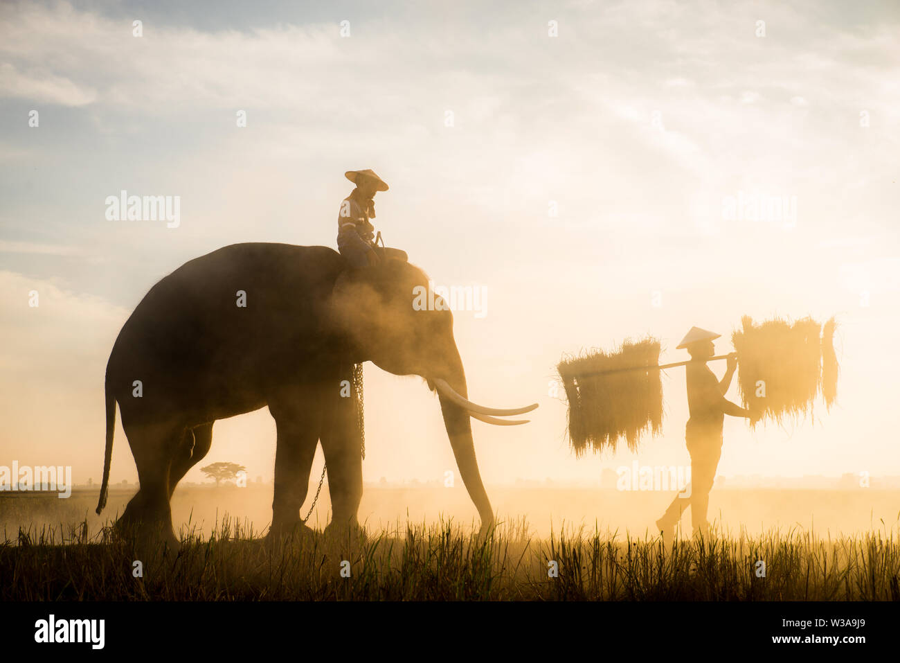 Ellephants and farmers in asian countryside at sunrise, Thailand - Thai ...