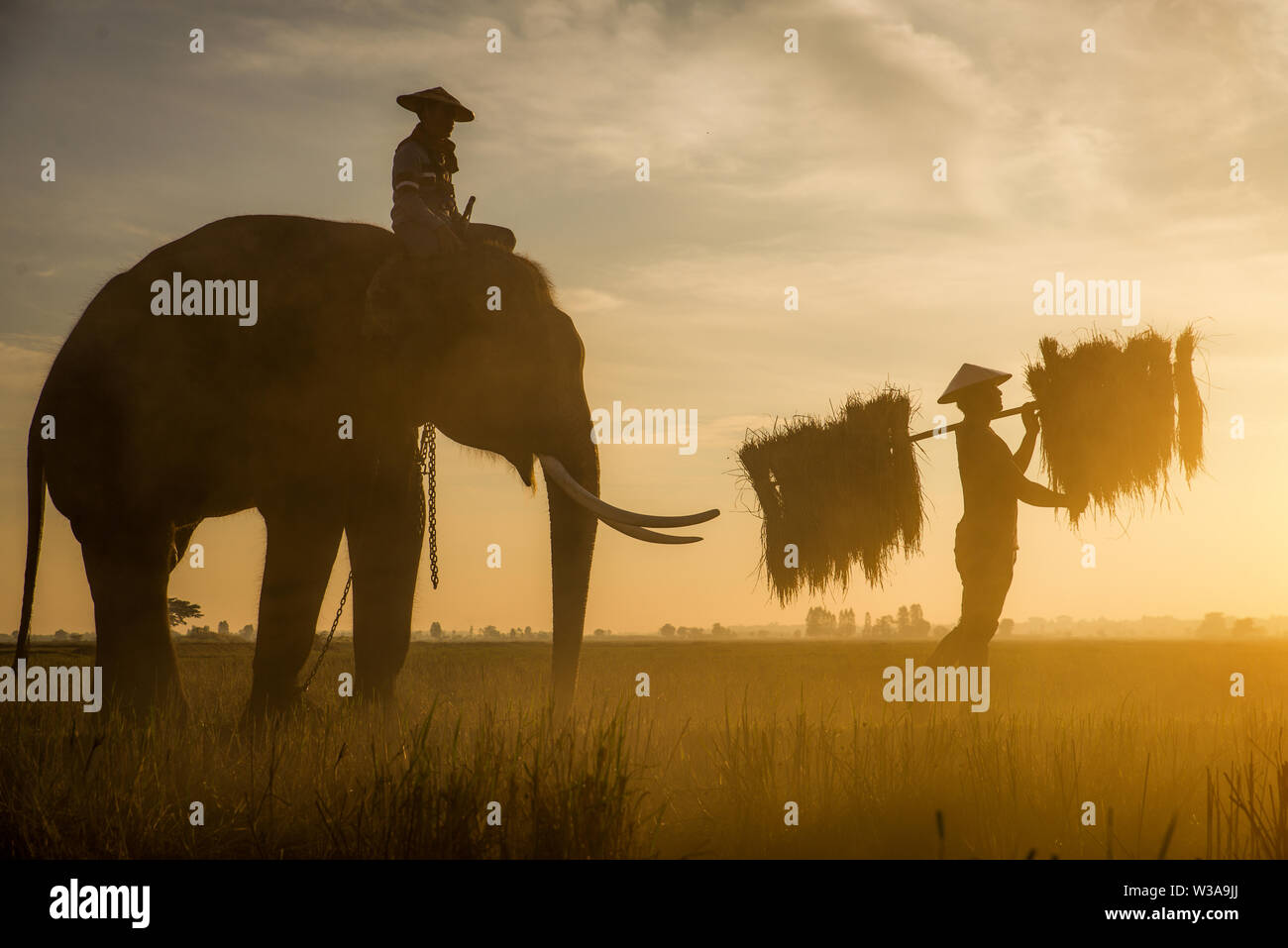 Ellephants and farmers in asian countryside at sunrise, Thailand - Thai ...