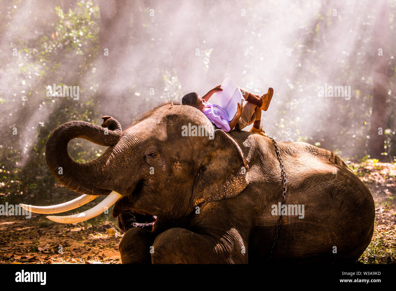 Elephant and school kid in asian jungle in Thailand - Thai elephant in ...