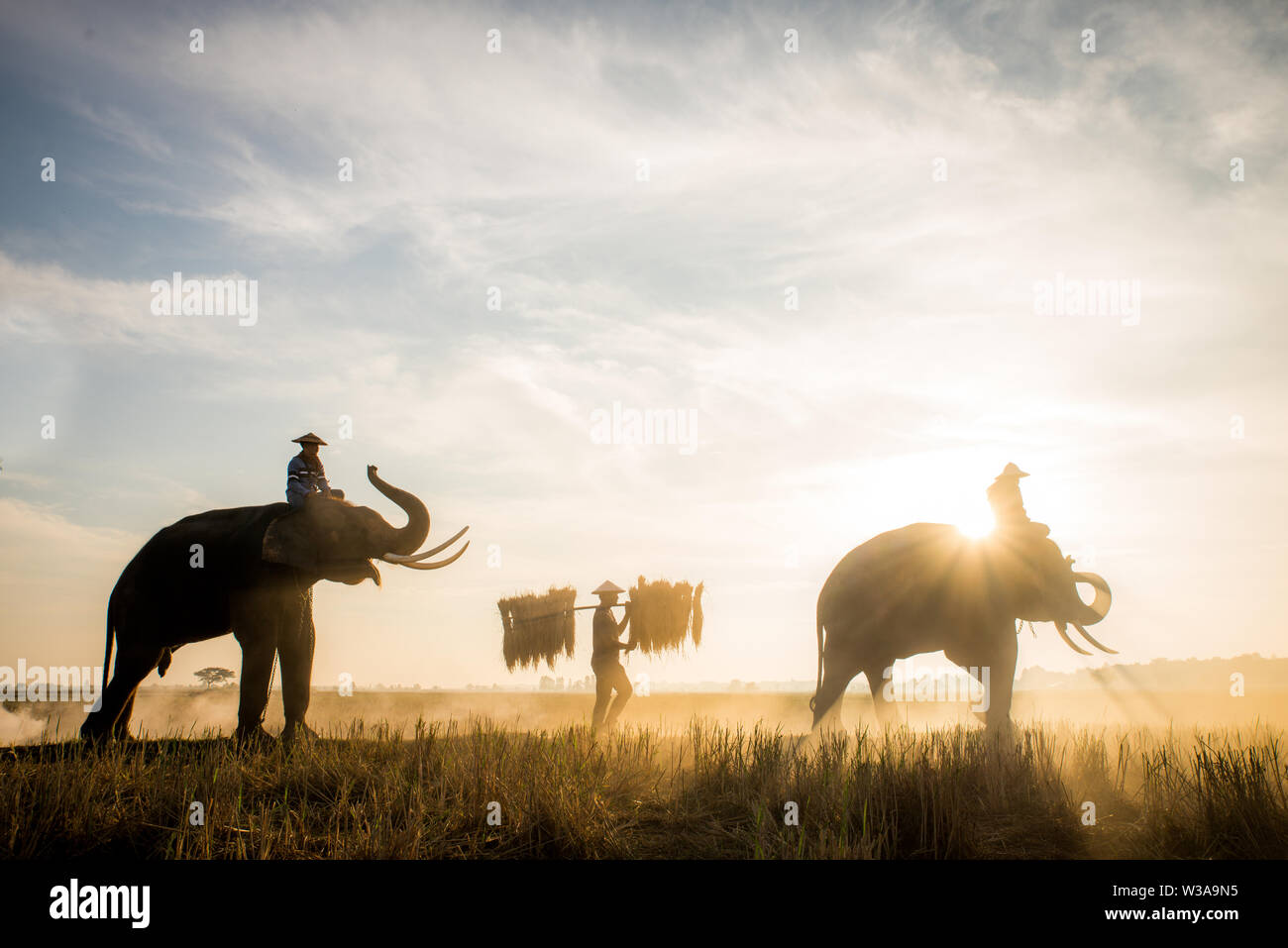 Ellephants and farmers in asian countryside at sunrise, Thailand - Thai ...