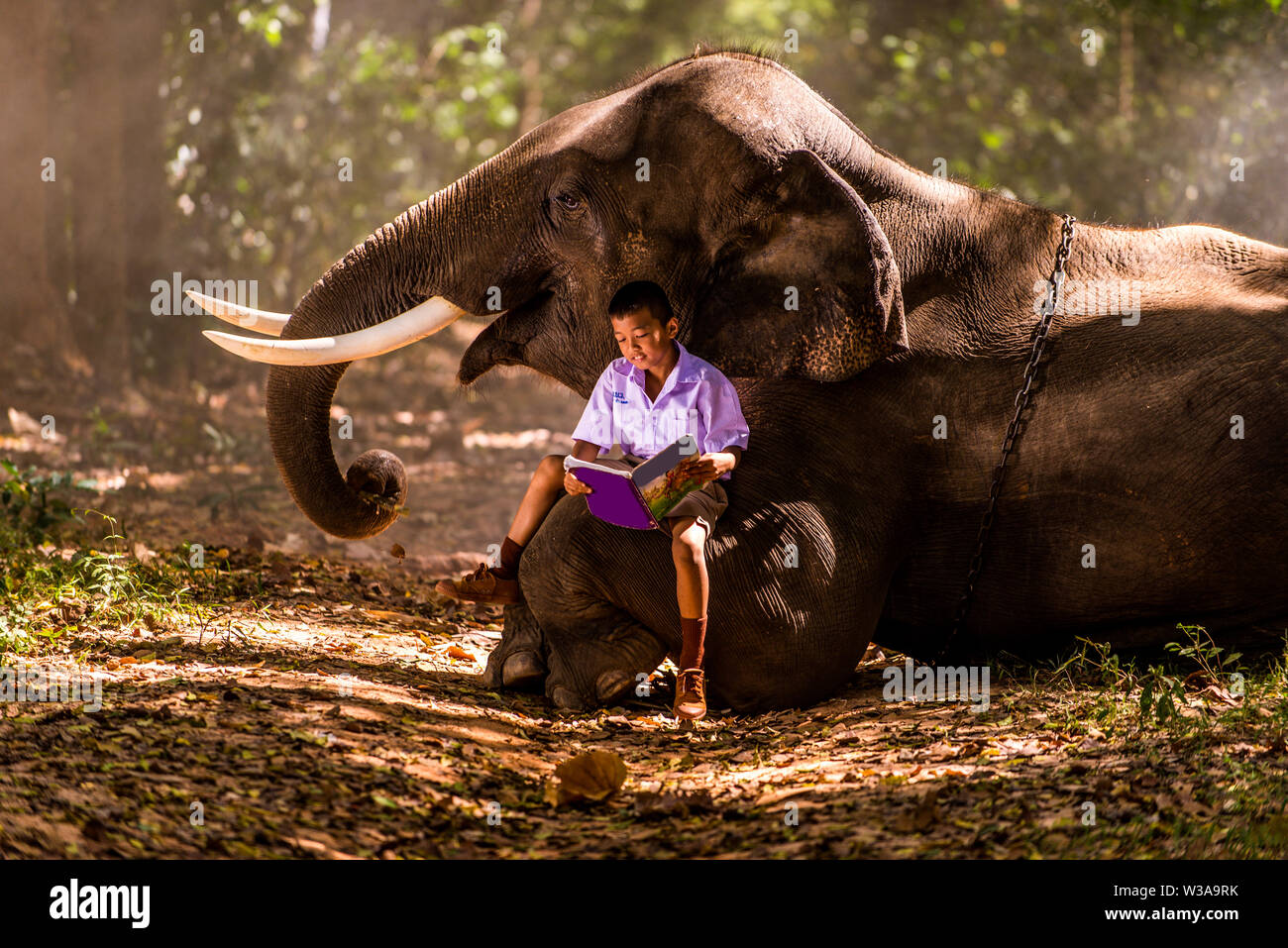 Elephant and school kid in asian jungle in Thailand - Thai elephant in ...