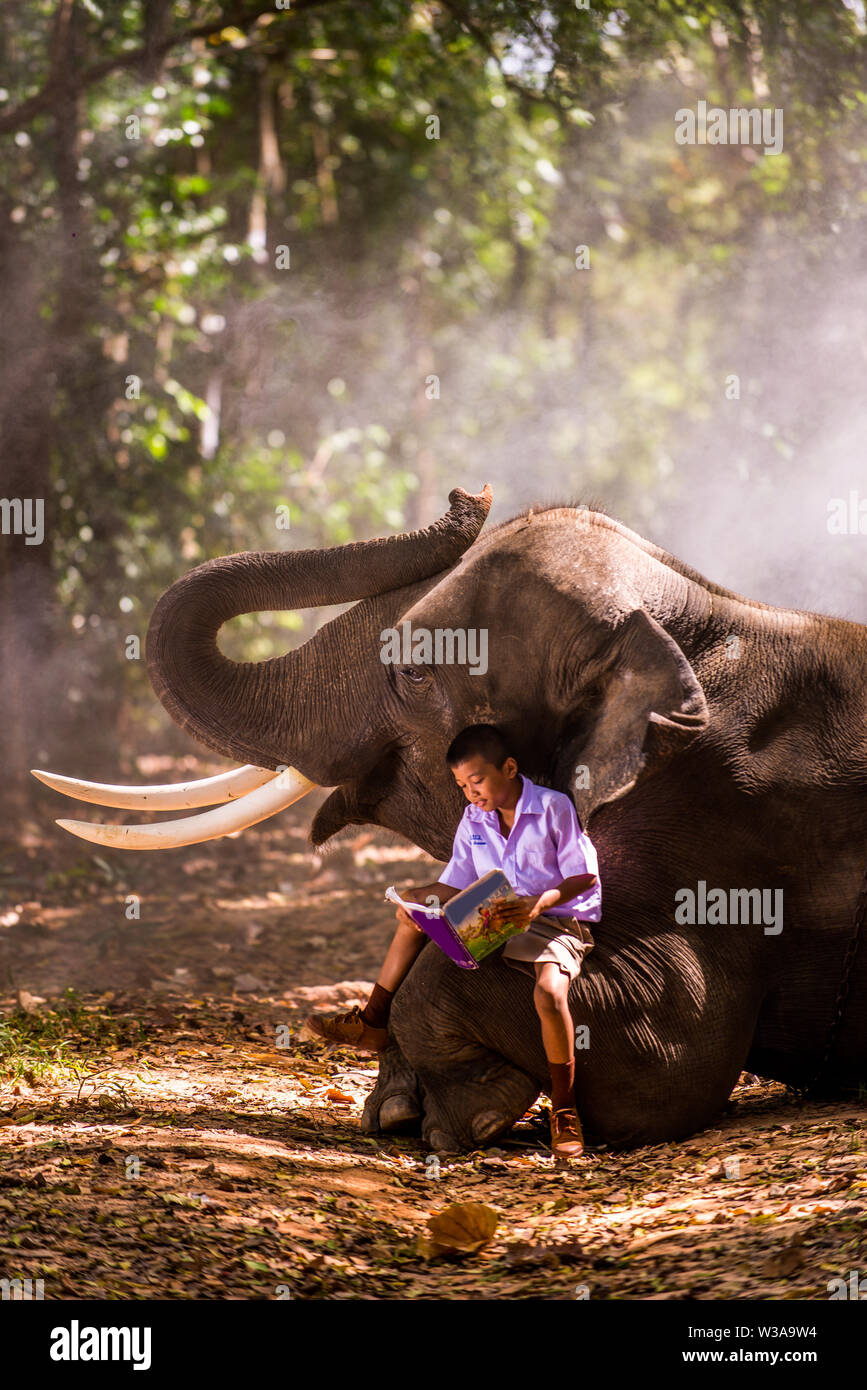 Elephant and school kid in asian jungle in Thailand - Thai elephant in ...