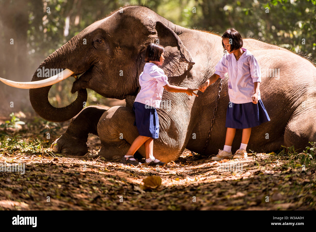 Elephant and school kid in asian jungle in Thailand - Thai elephant in ...