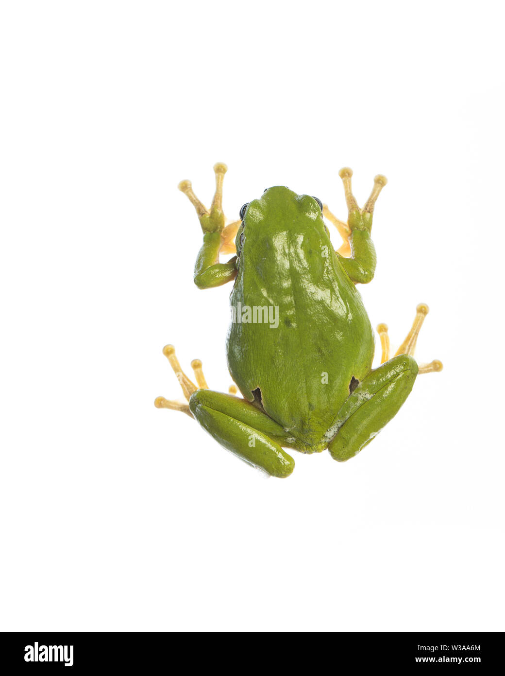 Frog close up skin hi-res stock photography and images - Alamy