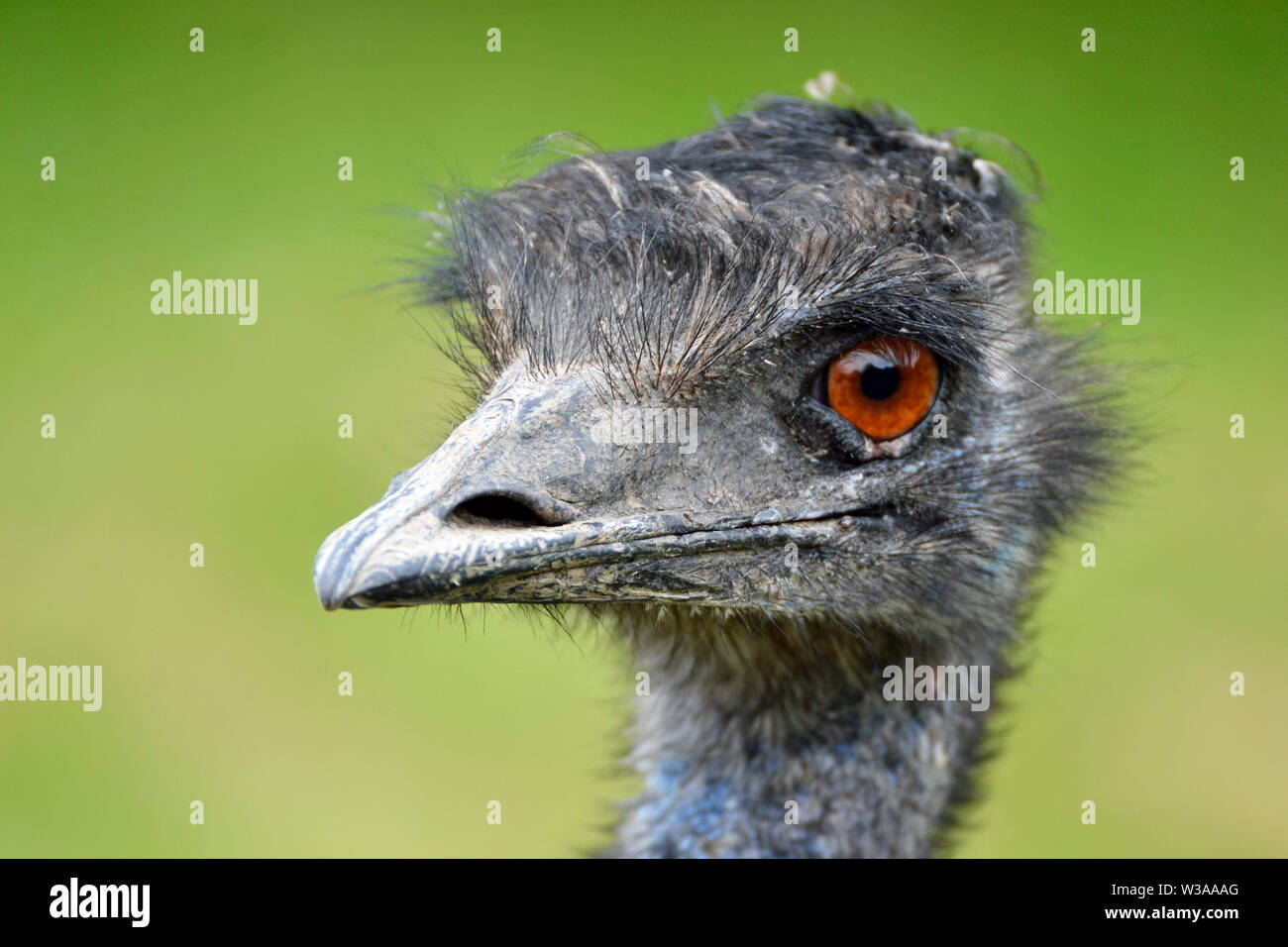 Emu at Birdland Park and Gardens in Bourton-on-the-Water ...