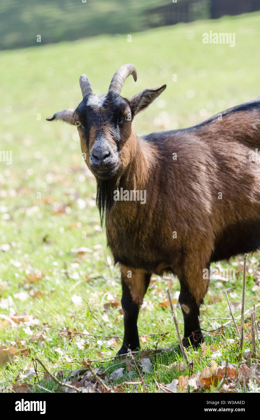 Caprinae hi-res stock photography and images - Alamy