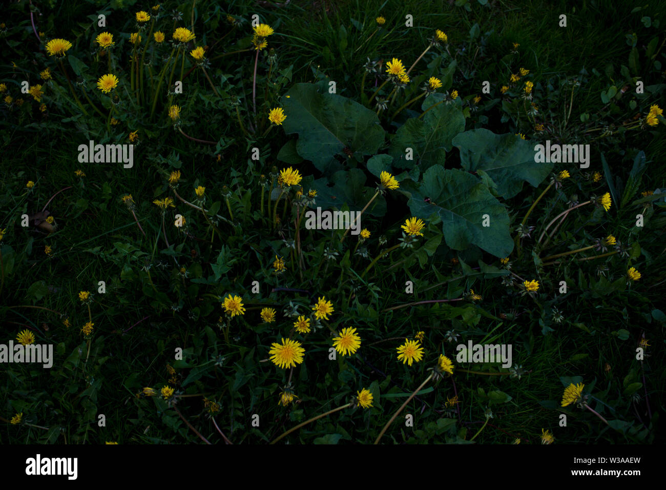 Detail of nature - ground with grass and Yellow dandelion flowers as ...