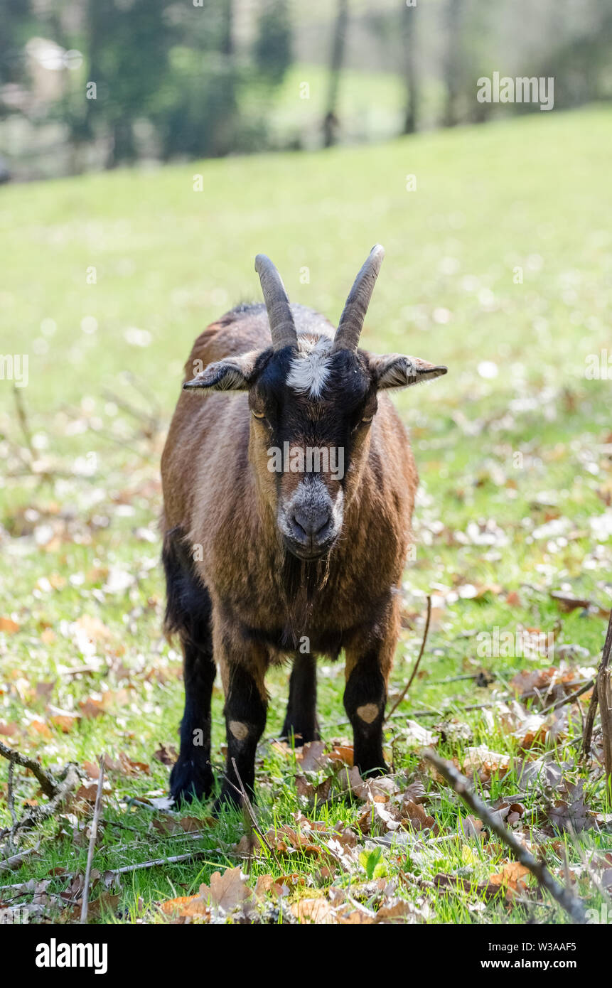 Caprinae hi-res stock photography and images - Alamy