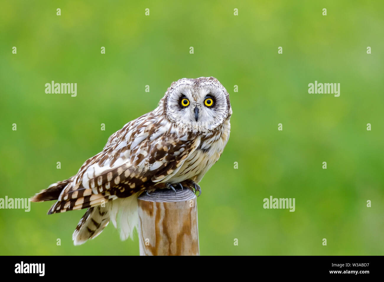 Short eared owl hi-res stock photography and images - Alamy