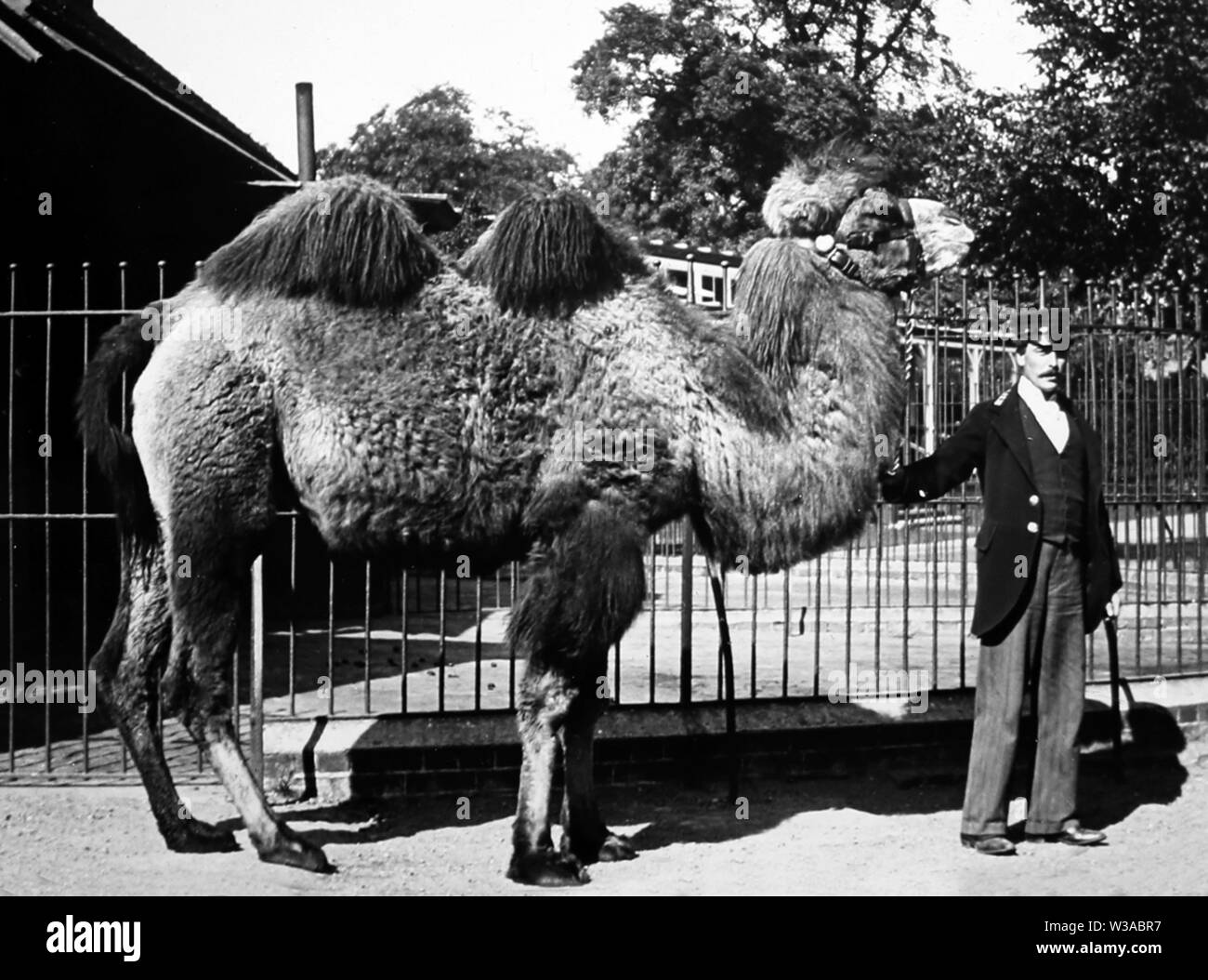 Camel Keeper High Resolution Stock Photography and Images - Alamy