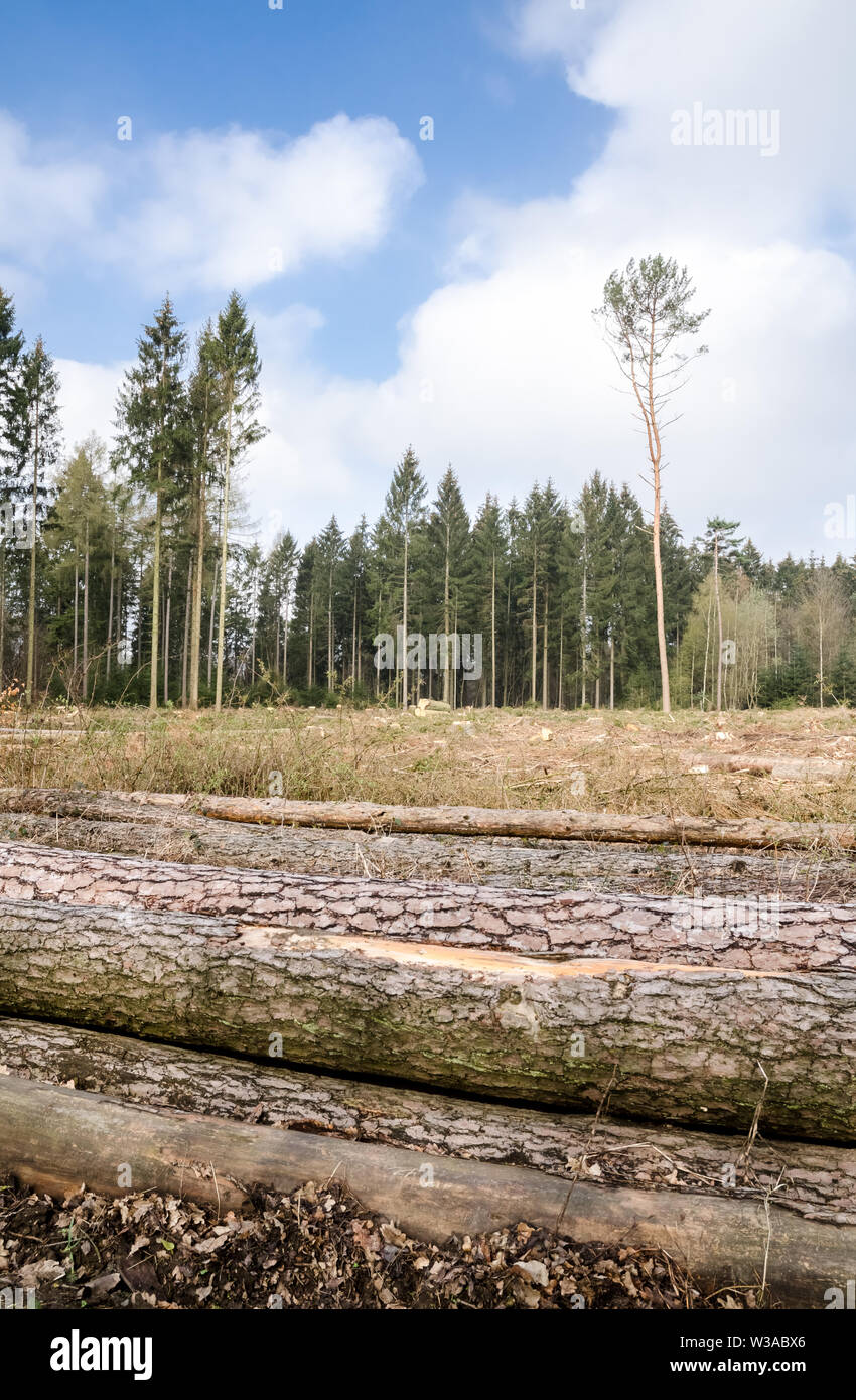 Deforestation, pile or stack of felled trees, logs, forestry work and ...