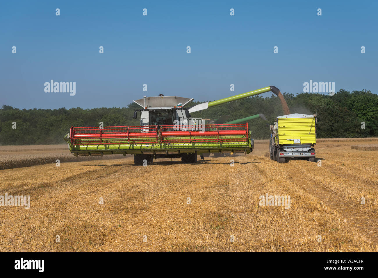 Combine harvester in action on wheat field. Combine harvester and a ...