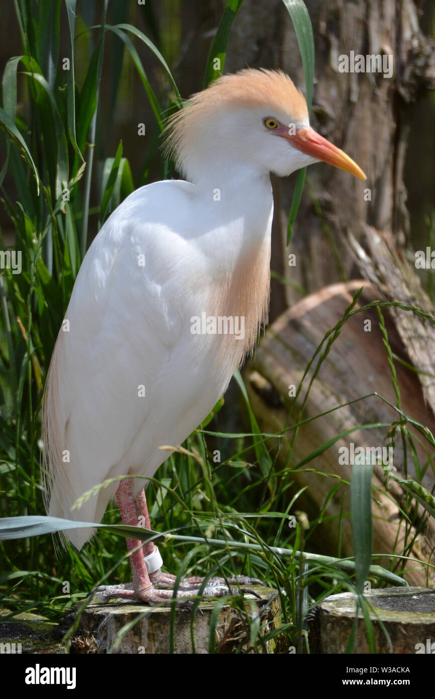 Great white egret face hi-res stock photography and images - Alamy
