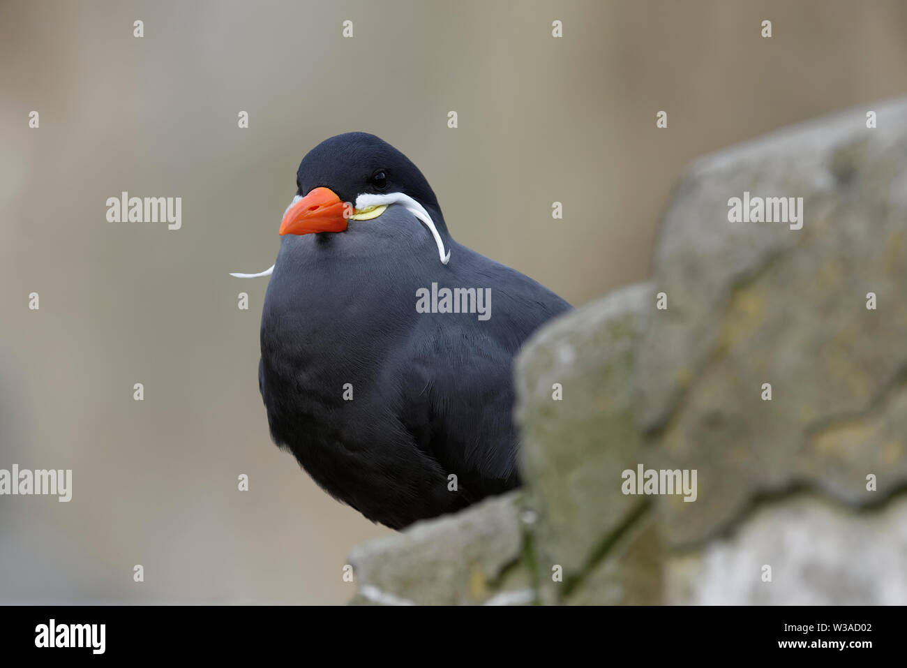 Inca Tern - Larosterna inca Seabird from the coast of Peru & Chile ...