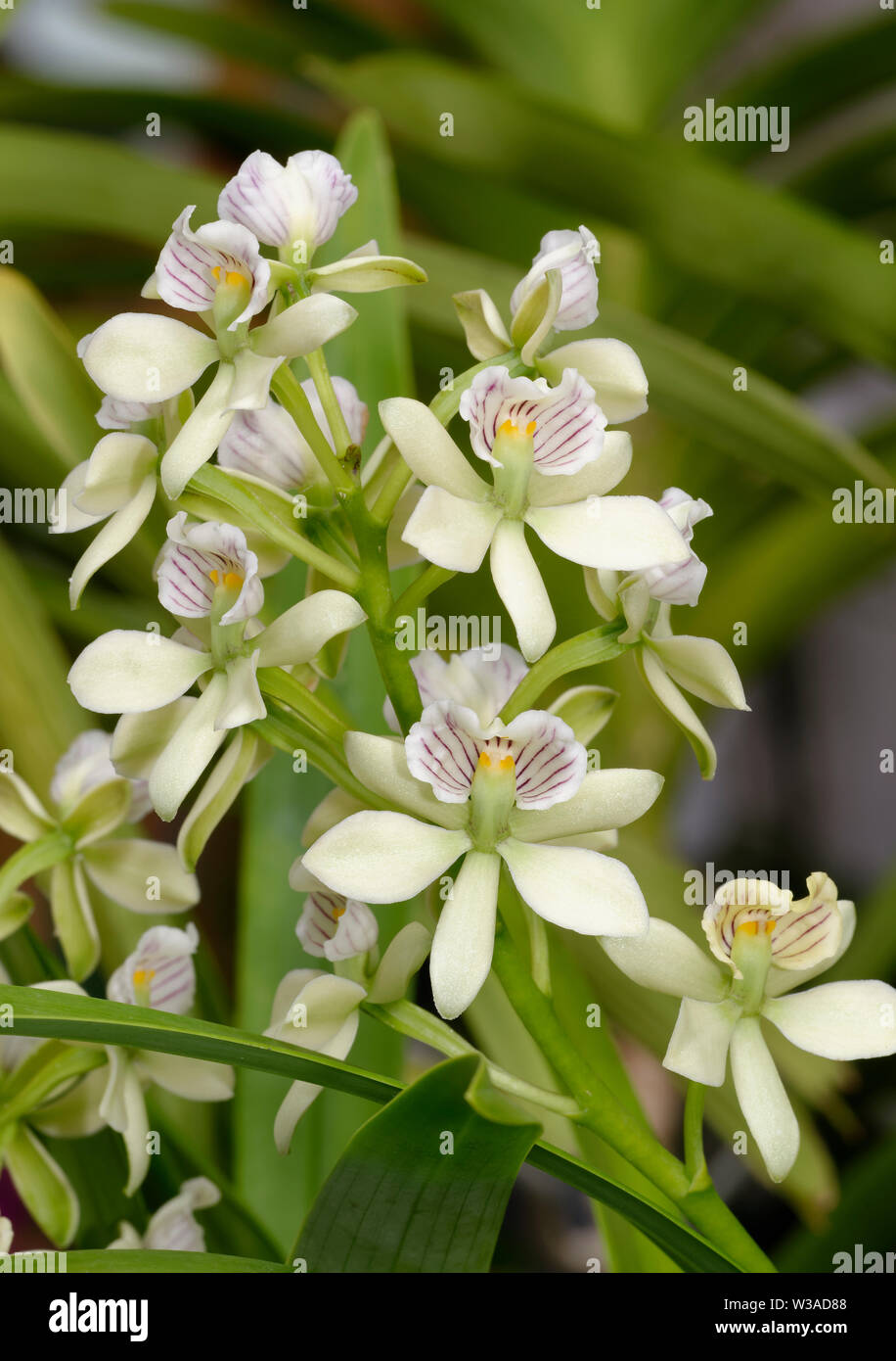 Encyclia radiata hi-res stock photography and images - Alamy