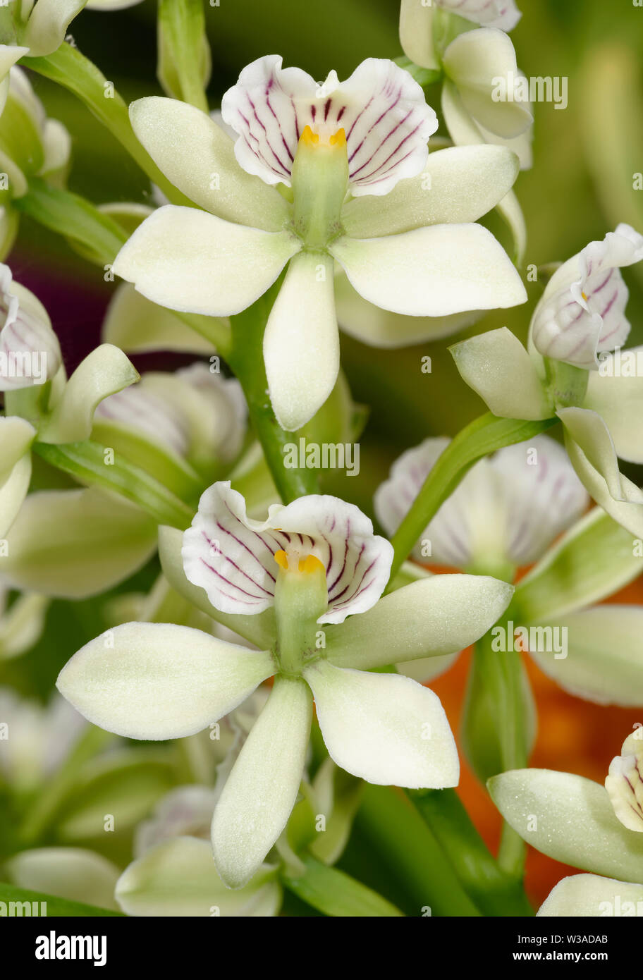 Encyclia Radiata High Resolution Stock Photography and Images - Alamy