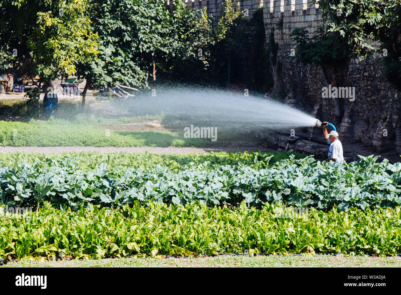 Man watering crops hi-res stock photography and images - Alamy