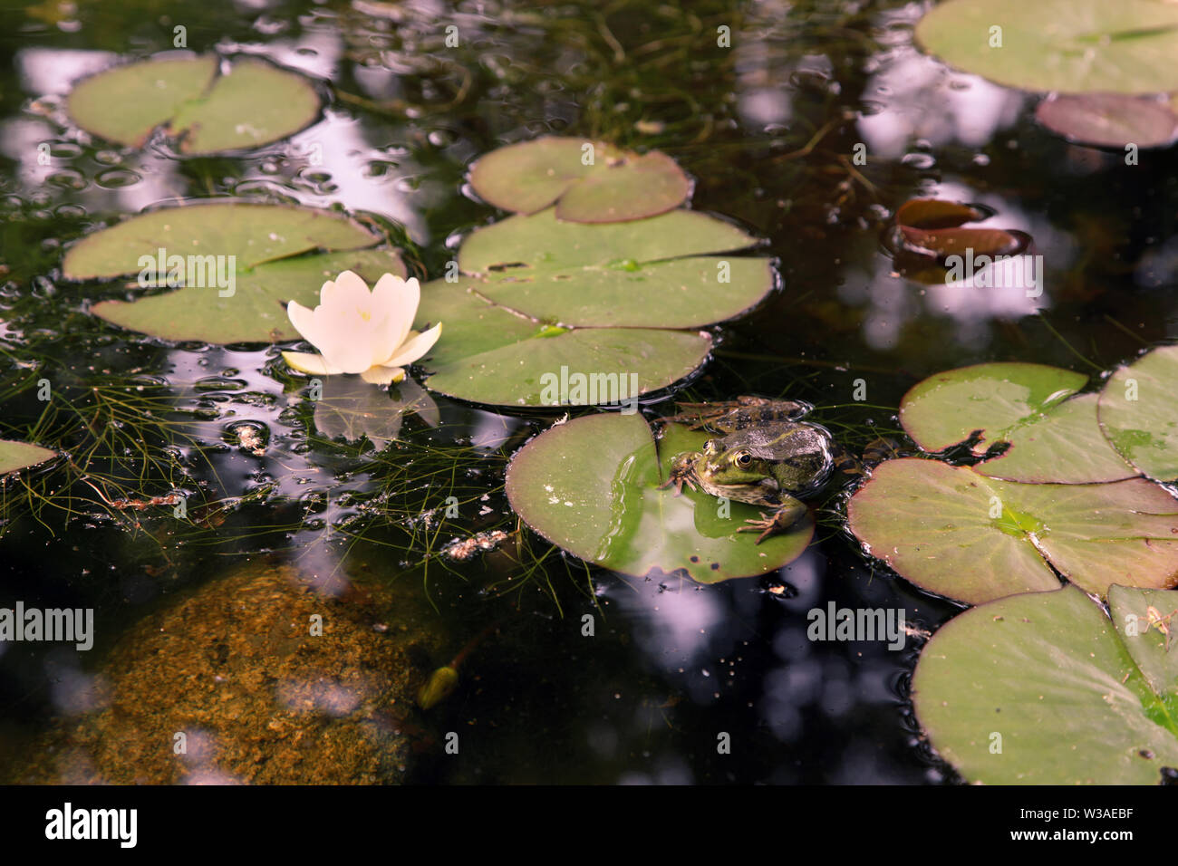 Frog on lily pad hi-res stock photography and images - Alamy