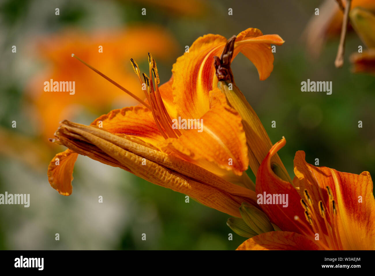 Wild lilly hi-res stock photography and images - Alamy