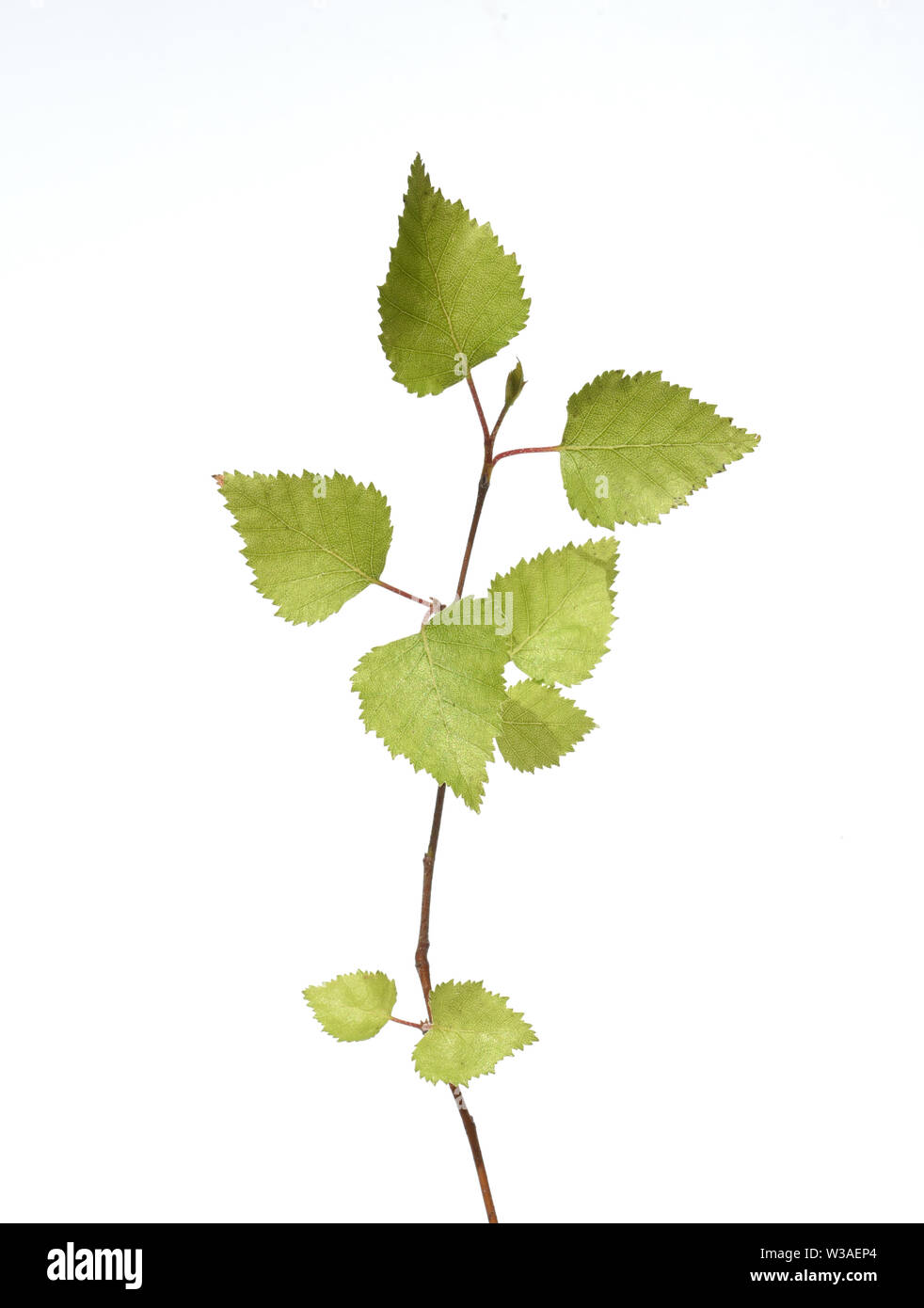 Birkenbaum hi-res stock photography and images - Alamy