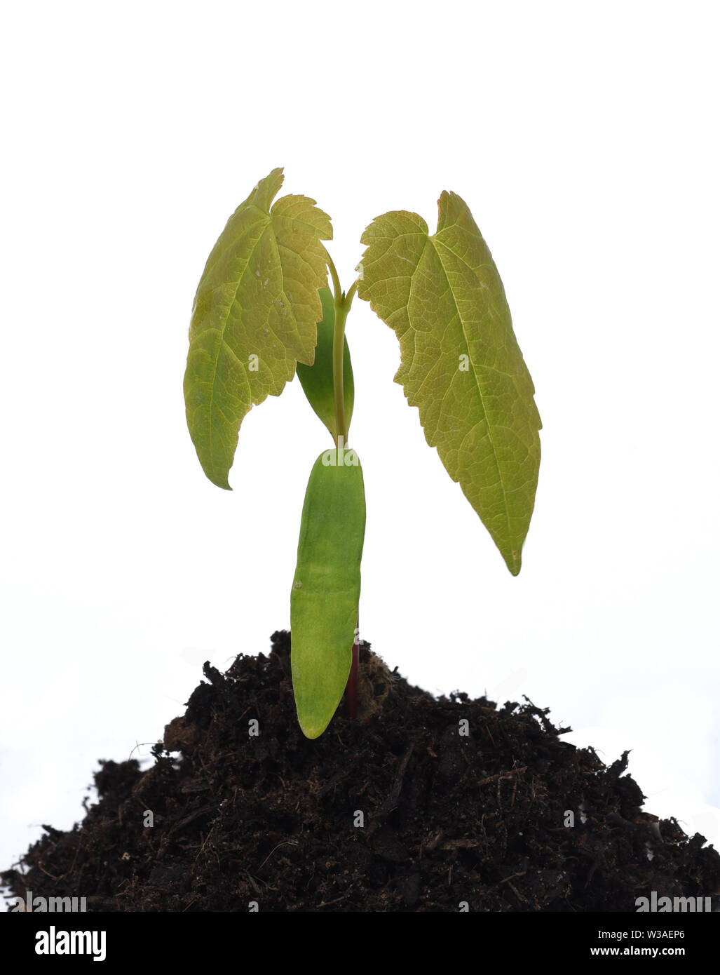 Ahorn sproessling hi-res stock photography and images - Alamy