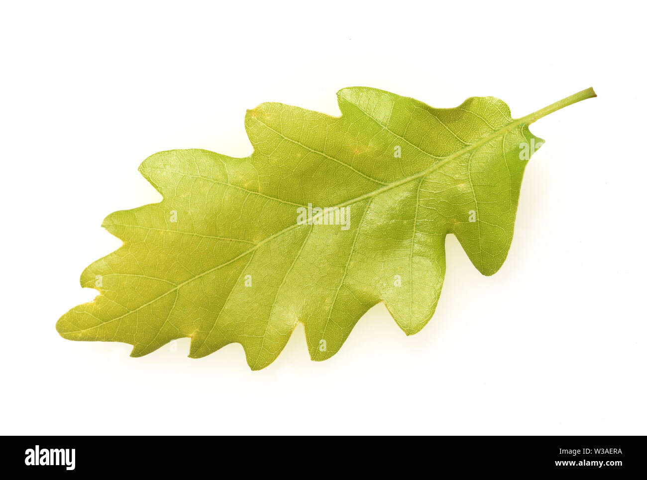 Eichenblatt, Eichen, Quercus, Robur Stock Photo - Alamy
