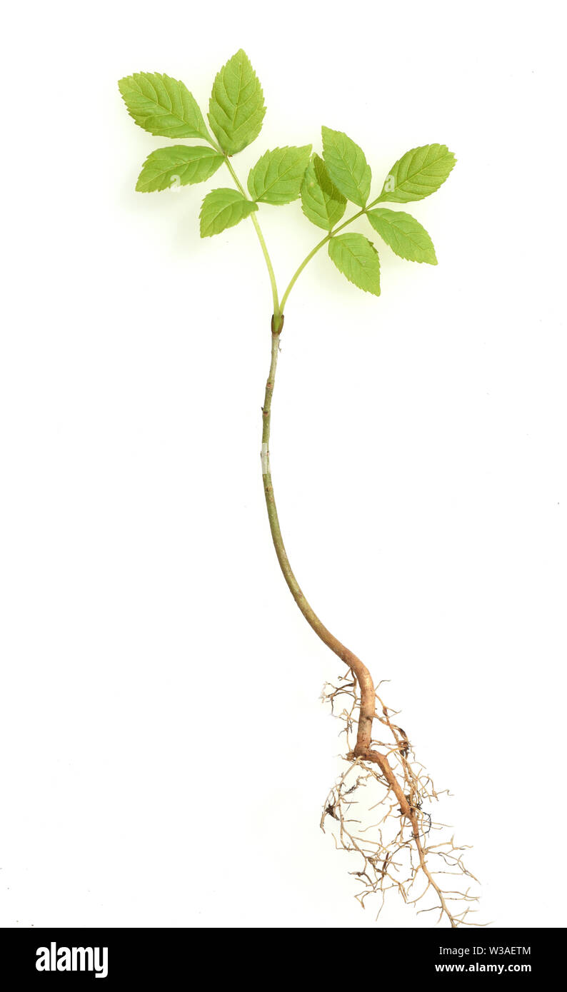 Eberesche, Vogelbeerbaum, Sorbus, aucuparia Stock Photo - Alamy