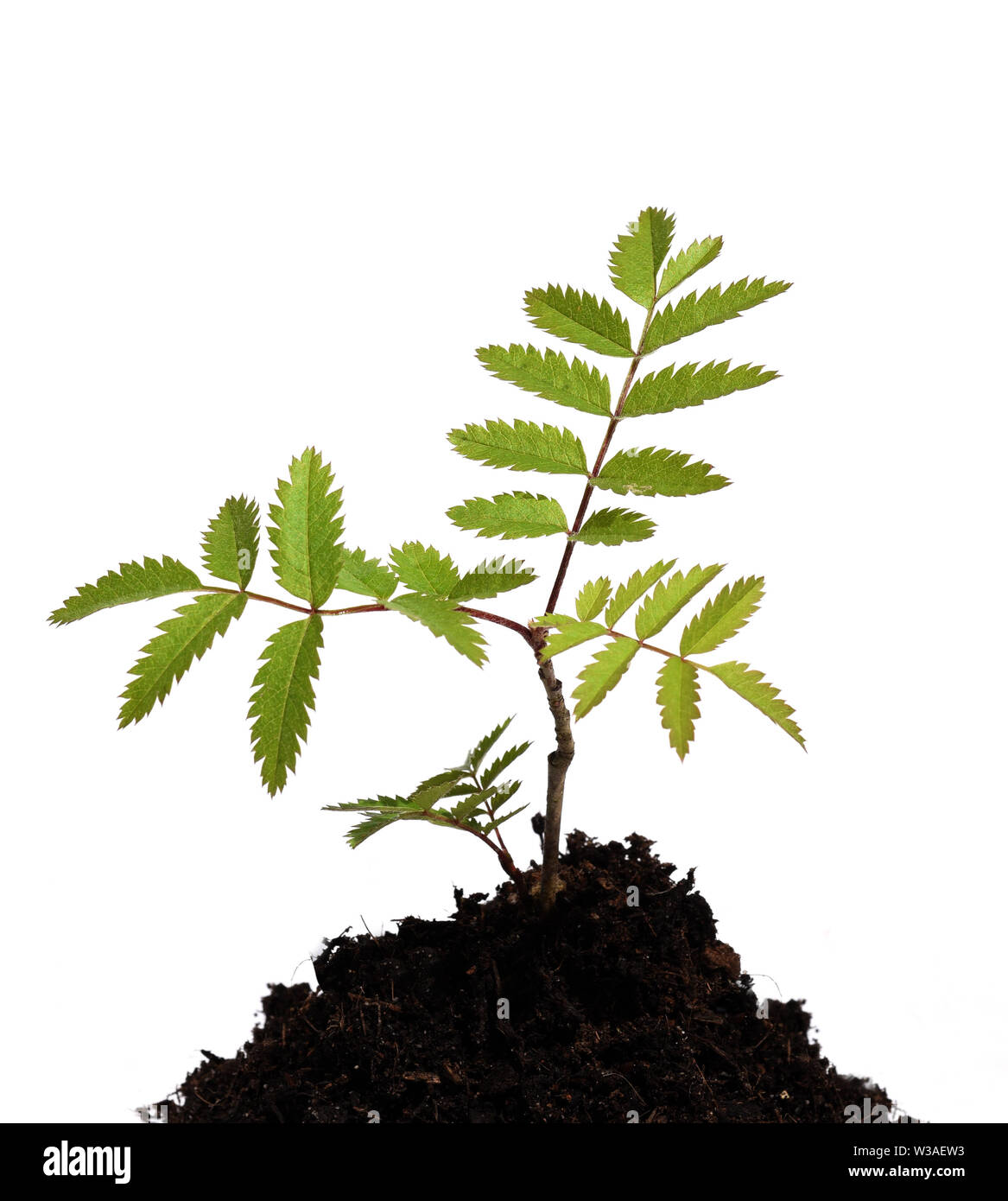 Eberesche, Vogelbeerbaum, Sorbus, aucuparia Stock Photo - Alamy